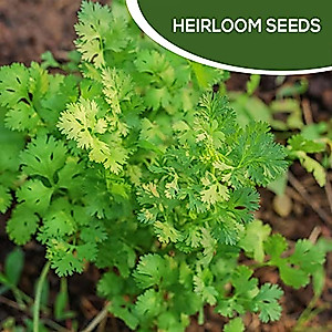 Medicinal and Tea Herb Seeds Variety Pack for Planting Indoors, Outdoors and Hydroponically - USA Grown, Heirloom, Non GMO Herbal Garden Seeds, Including Basil and Cilantro