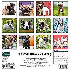 Just French Bulldog Puppies 2021 Wall Calendar (Dog Breed Calendar)