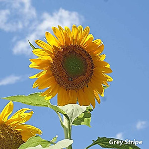 1,000+ Sunflower Seeds for Planting - Mix of 9 Sunflower Varieties - Plant and Grow a Beautiful Sunflower Garden - Easy to Grow, Non-GMO Seeds