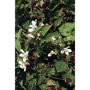 4 Boysenberry Trees Live Plants 5 to 7 Inches Planting Indoor Outdoor Ornaments Perennial Garden Simple to Grow Pot Gift