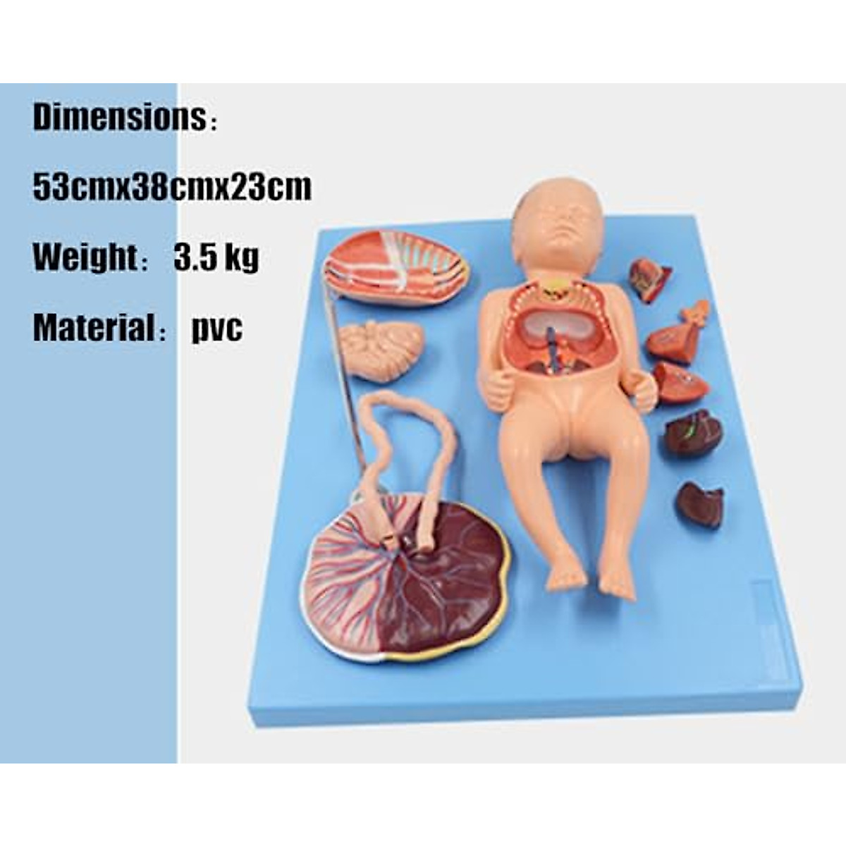 Neonatal visceral Anatomy Birth Baby Umbilical Cord Placenta Model fetal Blood Circulation Neonatal Abdominal Placenta Umbilical Cord Viscera 13 Parts
