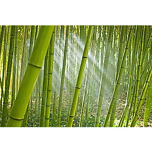 RoyalHouse Natural Bamboo Roll Top Bread Box Kitchen for Countertop Food Storage, Large, NO ASSEMBLY REQUIRED