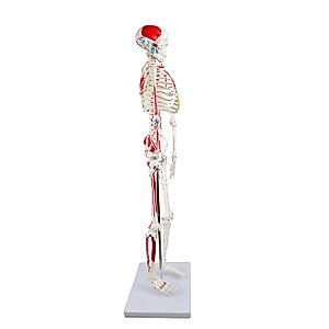 Parco Scientific PB00014 Human Skeleton with Muscles Colored and Labeled, Half Size 33" (84cm) | Wired for Natural Movement | Labelled Diagram Included
