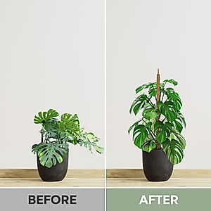 2 Pack Moss Pole - 25'' Bendable Monstera Plant Support - Plant Trellis Moss Pole for Plants Monstera - Moss Poles for Climbing Plants - Plant Sticks Support Plant Stakes for Indoor Plants Potted