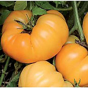 Dr Wyche's Yellow Tomato Seeds (20+ Seeds) | Non GMO | Vegetable Fruit Herb Flower Seeds for Planting | Home Garden Greenhouse Pack