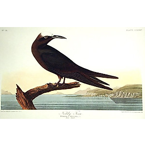 Noddy Tern. From"The Birds of America" (Amsterdam Edition)