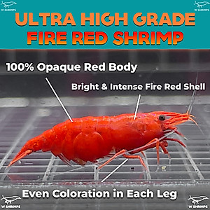 Ultra High Grade Fire Red Cherry Shrimps Neocaridina Live Freshwater Shrimp Aquarium Inverts by W Shrimps (10+2 Fire Red Shrimps)