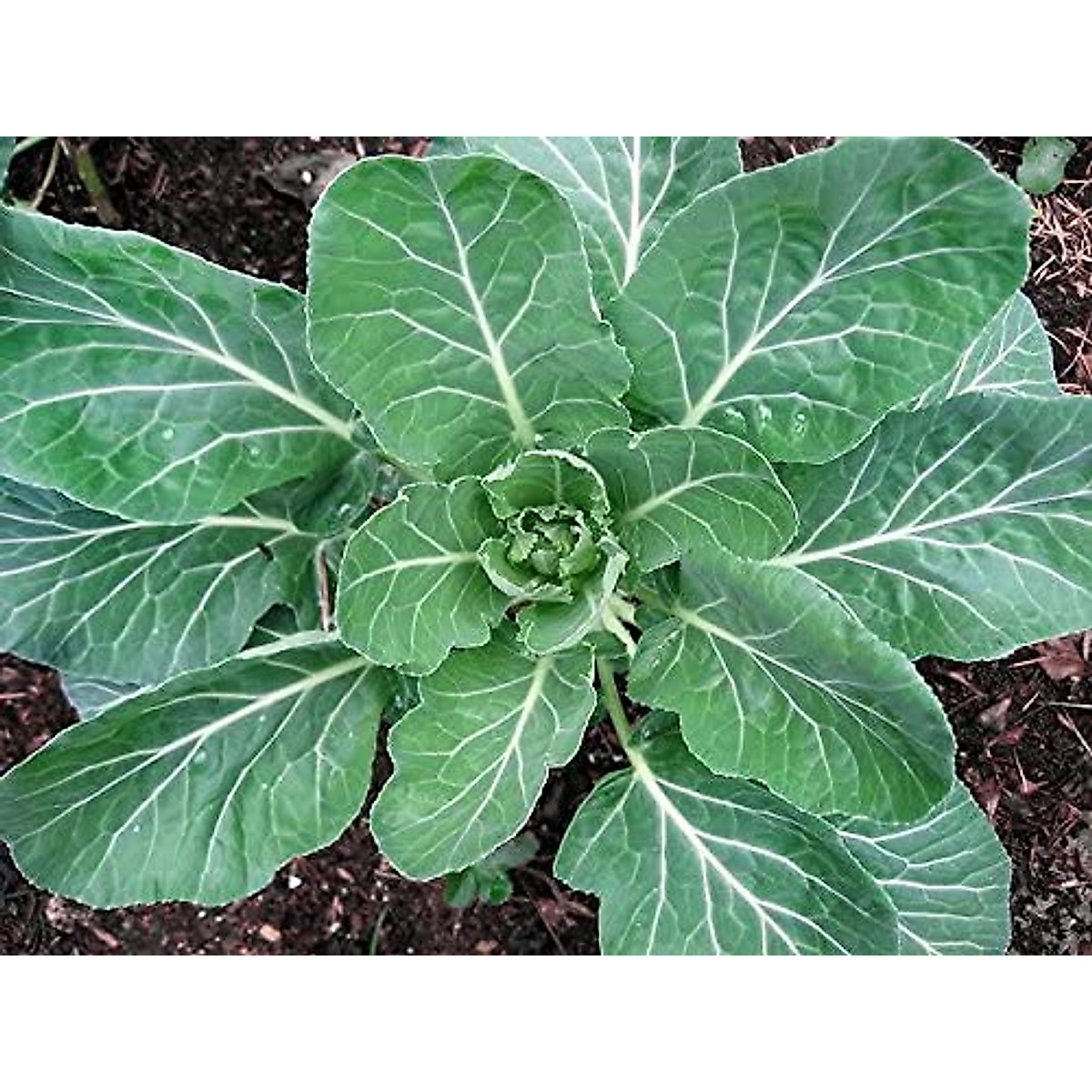 100+ Giant Collard Georgia Southern Seeds Herb Collards Heirloom Non-GMO from USA