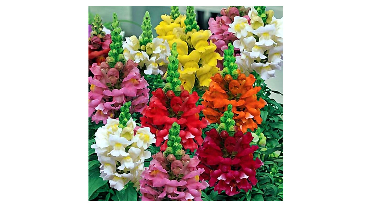 Multicolor Snapdragon Seeds - Grow Beautiful Flowers Easily