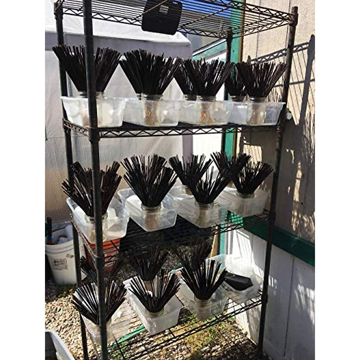 California Sun Cured Incense