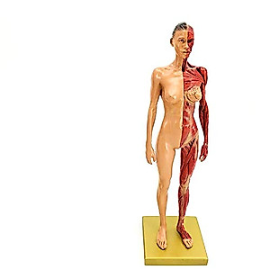 Human Body Musculoskeletal Anatomical Model for Study and Teaching (30CM1)