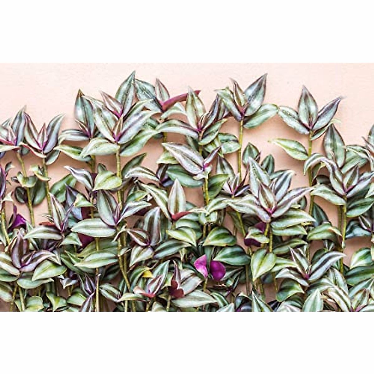 Yunaksea 35 Purple Wandering Jew Cuttings for Growing Indoor, 6 Inc to 8 Inc Tall, Ornaments Perennial Garden Simple to Grow Pot