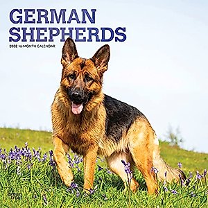 German Shepherds 2022 12 x 12 Inch Monthly Square Wall Calendar with Foil Stamped Cover, Animals Dog Breeds DogDays