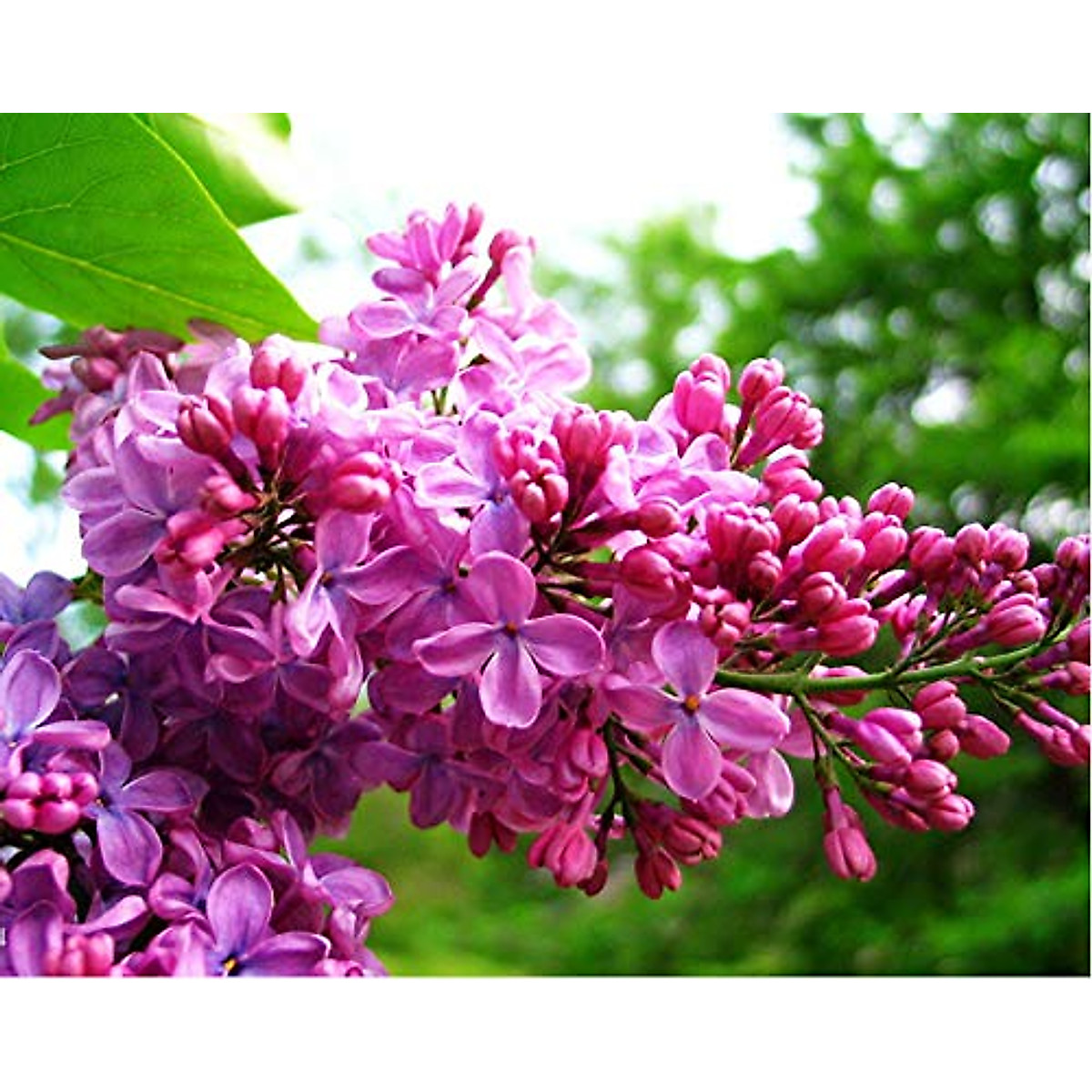 50+ Mixed Lilac Tree Seeds Fragrant Flowers Flower Perennial Bush Bonsai Plants