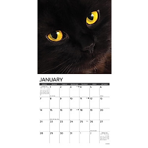 Willow Creek Press Black Cats Monthly 2024 Wall Calendar (12" x 12")