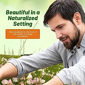 Outsidepride 5000 Seeds Perennial Oenothera Speciosa Showy Evening Primrose Wild Flower Seeds for Planting