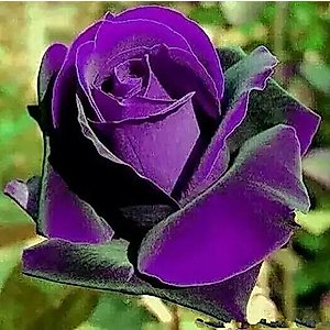 Bonsai roses. 200PC Germany rare purple dragon rose seeds. Flowering plants