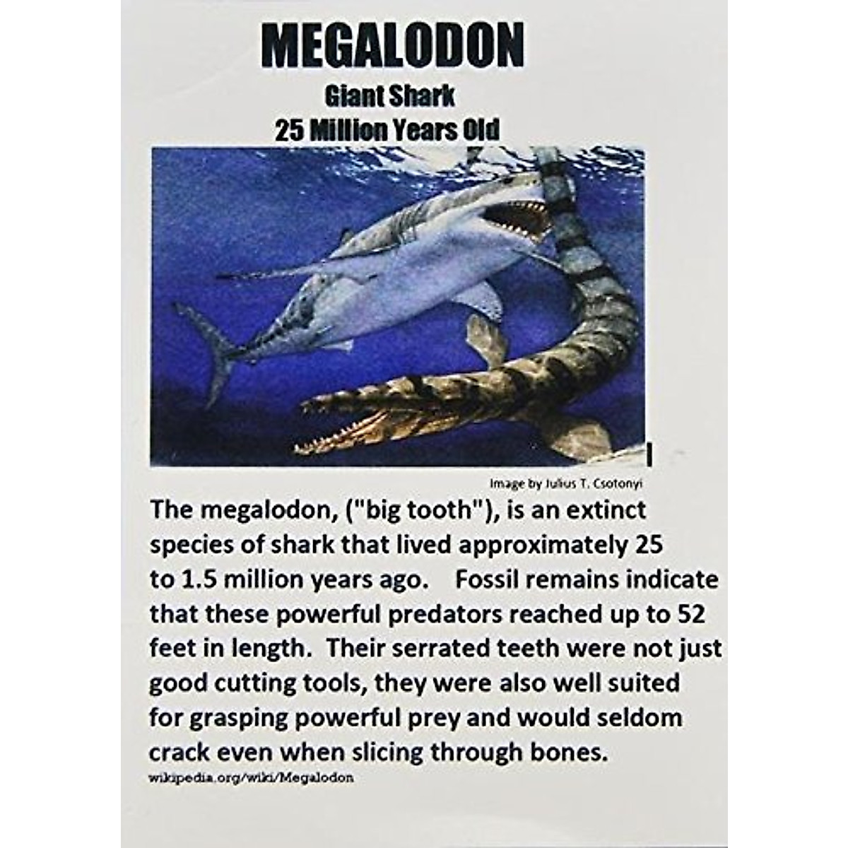 MEGALODON TOOTH Fossil SHARK 2.901 inches - Up to 25 Million Years Old #1516 5o