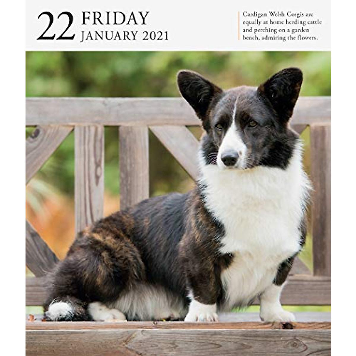 Dog Page-A-Day Gallery Calendar 2021