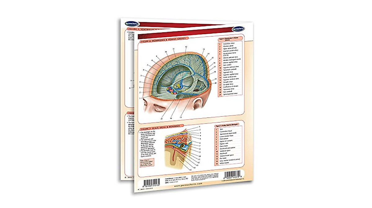 Permacharts Human Brain Chart - Laminated Medical Reference Guide