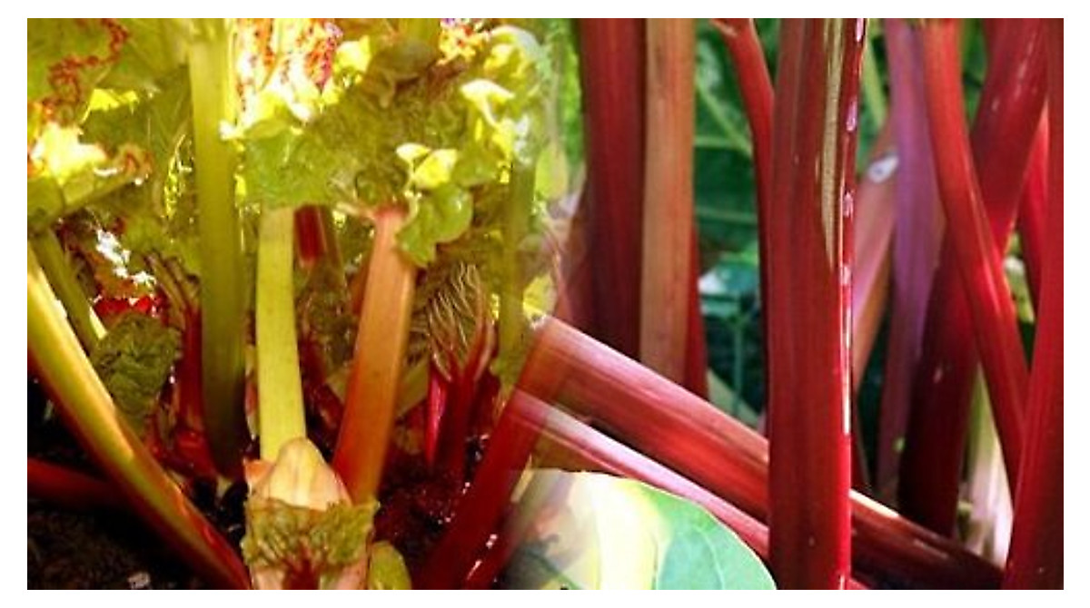 Victoria Red Rhubarb Seeds - Easy to Grow Perennial