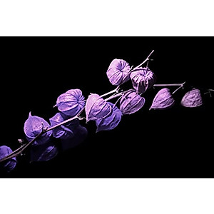 Purple Chinese Lantern Seeds for Planting - 50 Seeds - Exotic Garden Seeds - Ships from Iowa, USA