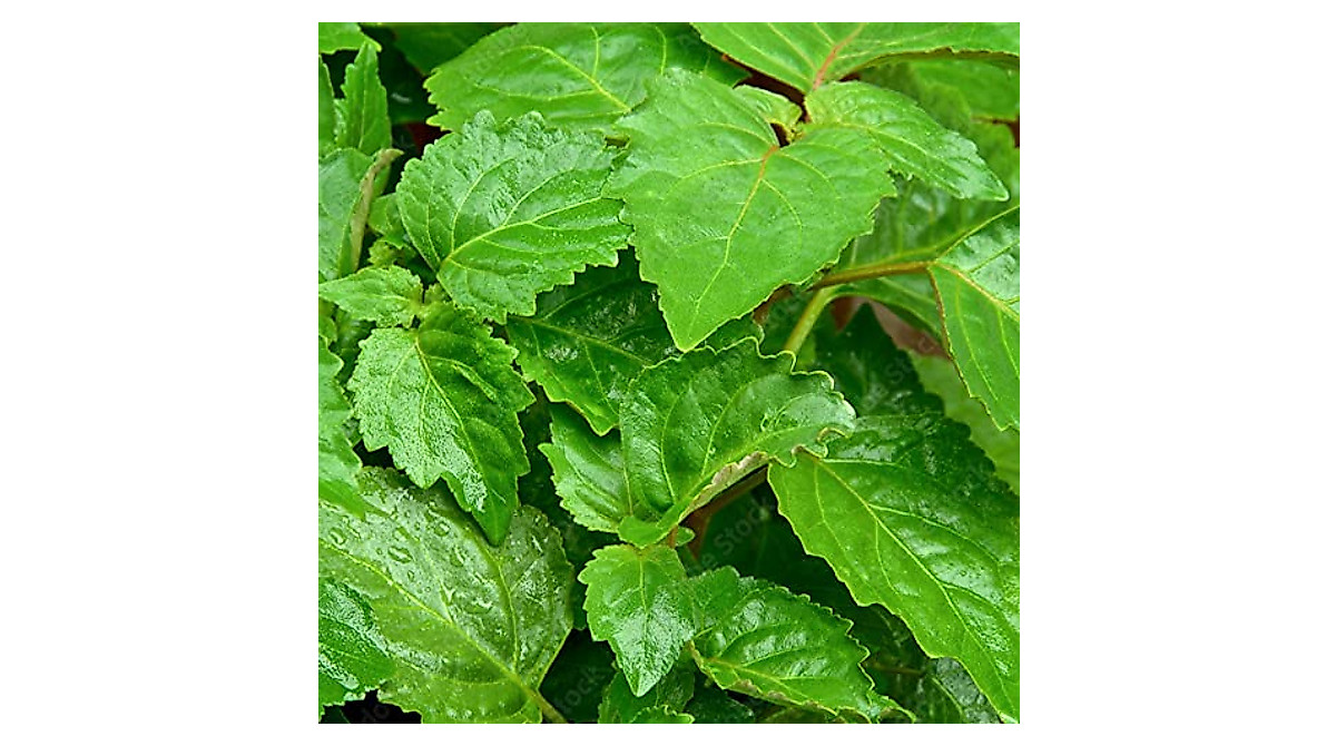Grow Fragrant Patchouli Seeds - Easy & Non-GMO