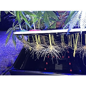 CLONE KING 36 Site Aeroponic Cloning Machine. Expect 100% Success Rates!