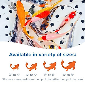 Toledo Goldfish Koi and Goldfish Combo Starter Pack, Perfect for Beginners Stocking Ponds, Tanks, or Aquariums - 4-5 Inches, 5 of Each, 25 Total Count