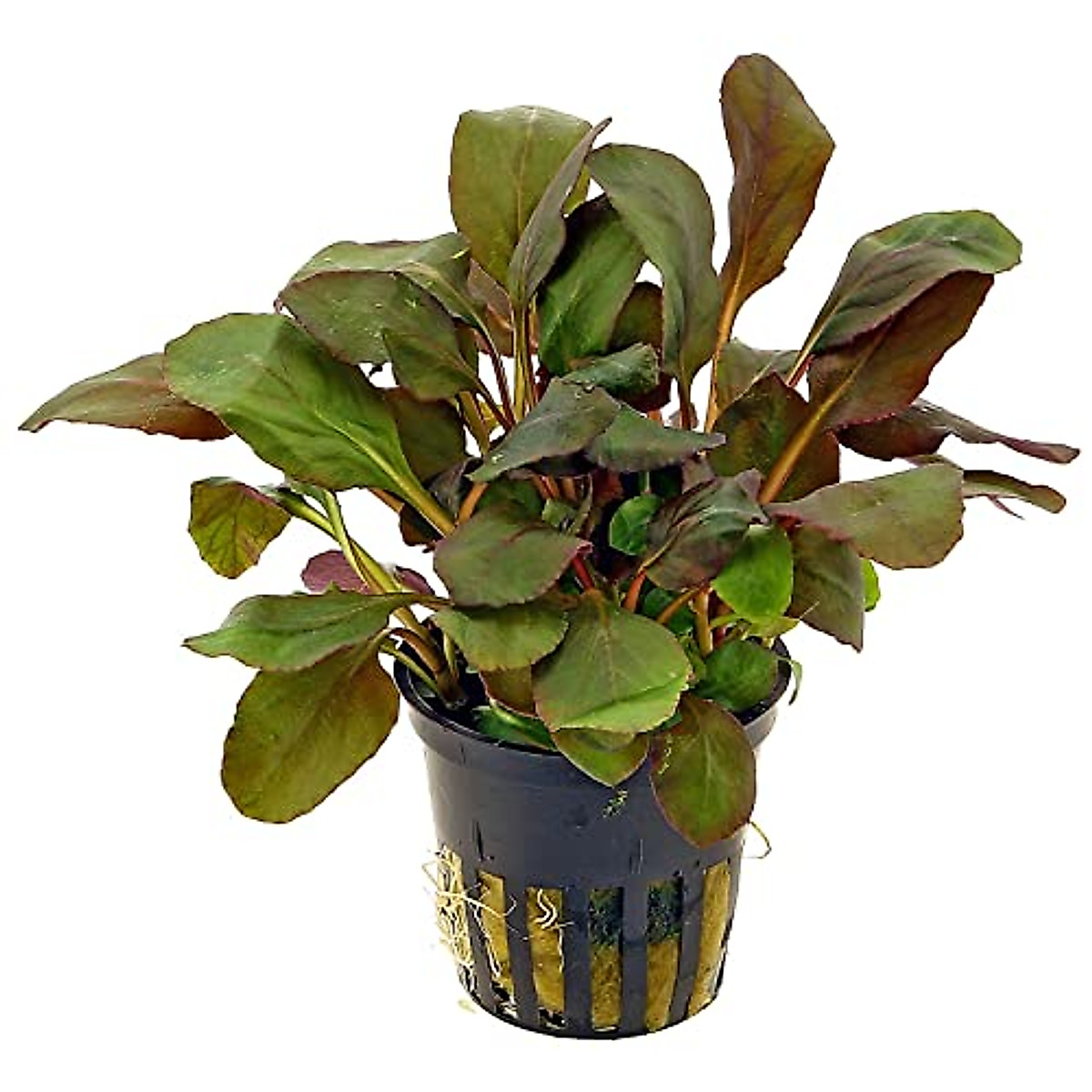 Potted Live Aquarium Plants | Freshwater Aquatic Plants for Aquariums (Lobelia Cardinalis)
