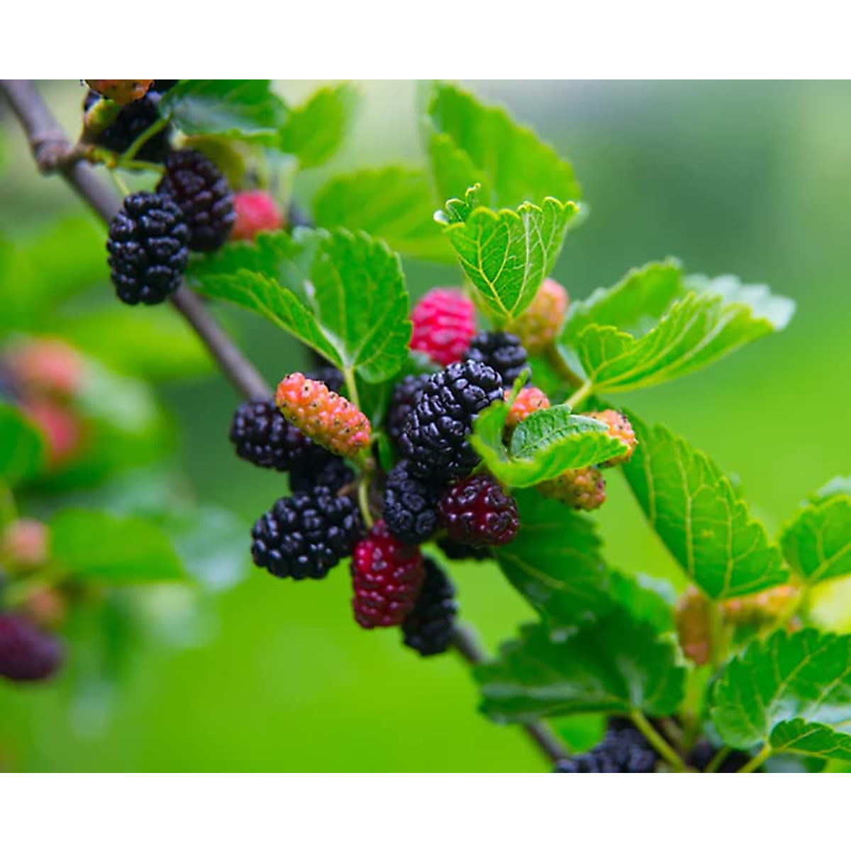 600+ Mix Fruit Seeds Combo Pack - 6 Variety Non-GMO Heirloom and Organic, Strawberry Seeds Raspberry Seeds Mulberry Seeds Apple Seeds Orange Seeds Blueberry Seeds for Planting Home Garden