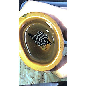 Plecoceramics Aquarium pleco breeding cave Fish Tank Decorations Small Size