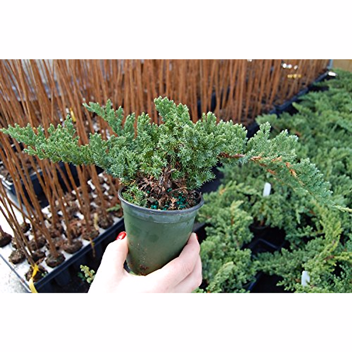 Dwarf Japanese Garden Juniper- Juniperus procumbens ‘Nana’ - 4" Potted - Healthy Evergreen Plant - Plant Great for Bonsai - Each 1 by Growers Solution