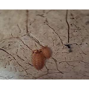 3 Pack of Isopods, 20 Powder Blue, 10 Powder Orange, and 20 Roly-Poly, Clean Up Crew, Terrarium, Vivarium