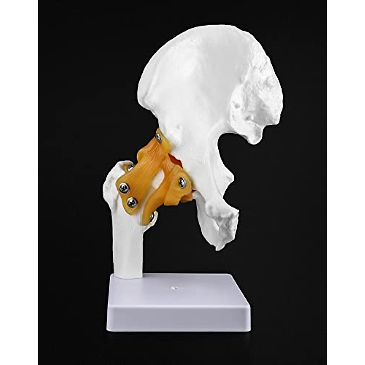 QWORK Human Hip Bone Model with Flexible Ligaments, Hip Joint Model, Features Femur, Hip Bone and Peripheral Ligaments, for Classroom Education & Medical Training