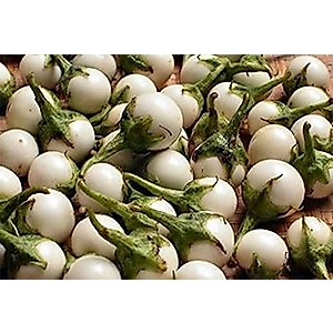 30+ Premium White Mini Round Eggplant - Cà Pháo Trắng Trái Nhỏ - Solanum macrocarpon - Seeds by Happy Seeds & Garden