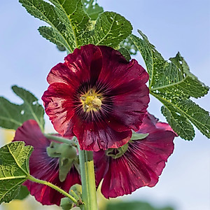 Hollyhock Seeds - Henry VIII - Red - Packet - Red Flower Seeds, Heirloom Seed Attracts Bees, Attracts Butterflies, Attracts Hummingbirds, Attracts Pollinators, Easy to Grow & Maintain, Container