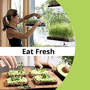 Window Garden Double Veg Ledge Shelf Organic Wheatgrass Kit Bundle (5) -Enough Pre-Measure Seeds, Fiber Soil to Grow 5 Trays on Your Indoor Window. Superfood Healthy Benefits for You and Your Cat.
