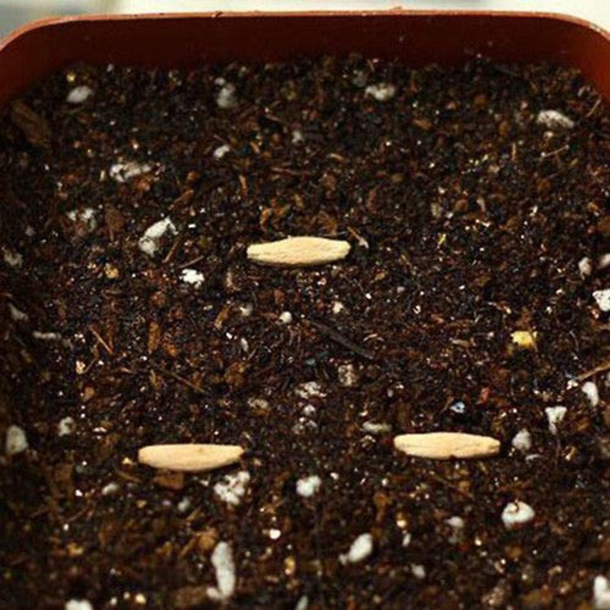 Desert Rose ADENIUM OBESUM Double Petal Flower - 100 Seeds - Beautiful and Rare!