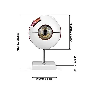 QWORK 6X Enlarged Human Eye Anatomy Model, Magnified Eyeball Model with Detachable Bracket, Anatomically Accurate Science Education Display Medical Teaching Education Human Eye Anatomical Model