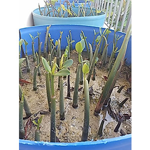 5 LIVE Mangroves - Red Mangrove Seedlings - Filtration, Aquarium, Reef, Tank, Saltwater, Aquatic, Plants