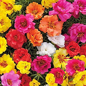 GARDENS 15000Pcs Mix Moss Rose Seeds Colorful Flowers Tropical Ground Cover Plant Seeds Planting Outside