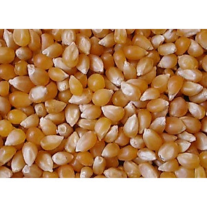 David's Garden Seeds Popcorn South American FBA-6732 (Yellow) 100 Non-GMO, Heirloom Seeds