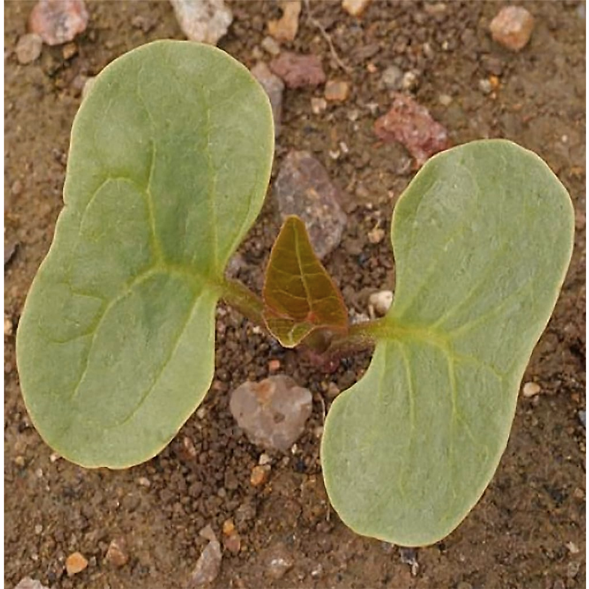 80 Mixed Four O'Clock Seeds - Tender Perennial That Reseeds Easily