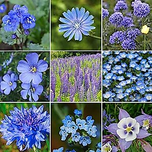 UtopiaSeeds Blue Wildflower Seed Mix - Attracts Hummingbirds and Butterflies - Easy to Grow