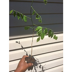 Spectacular Blue Moon Wisteria Tree Plant 8-11" Tall Potted Plant Fragrant Flowers Seeds BulbsPlants& MoreAttracks Hummingbirds, in Dormancy