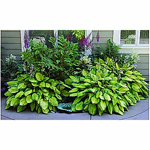 Hosta Perenial Mixed Bare Root Plans 9 Pack