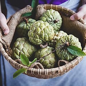 Annona Squamosa Sugar Apple Tree Live Plant - Asian Sugar Apple Fruit 9-14 Inc Height (Mãng Cầu Dai)