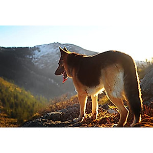 Flea and Tick Collar for Large Dogs - Natural Prevention, Control, and Treatment with Waterproof and Safe Ingredients - Includes Free Comb and 2-Pack (27.5 inches)