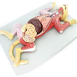 Animal Anatomical Model,4D Cat Anatomical Model, PVC Animal Teaching Anatomical Model - for Medical Educational Training,Medical Teaching Learning Model